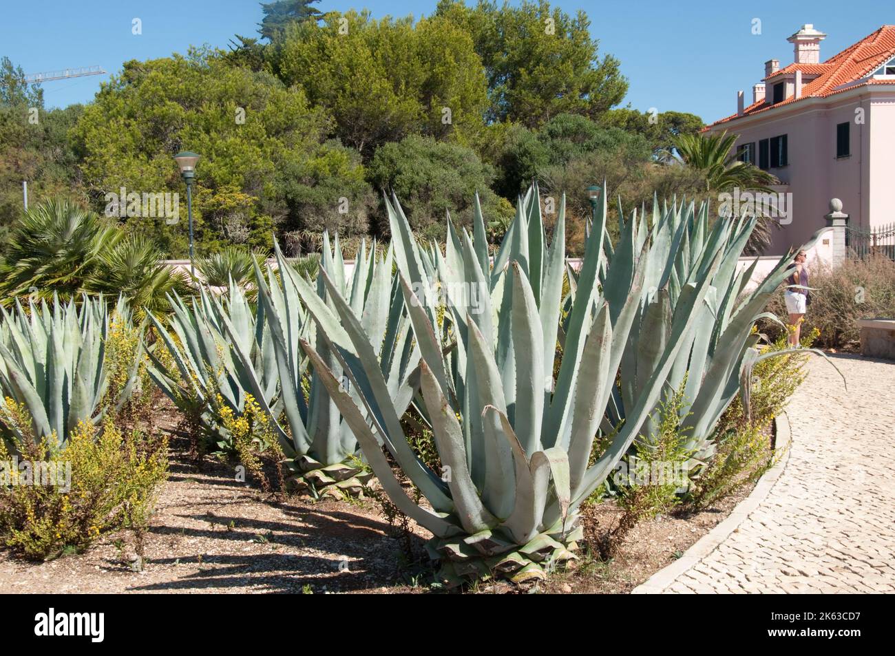 Garden with exotic plants, Cascais, Portugal. Aloe Vera and other ...