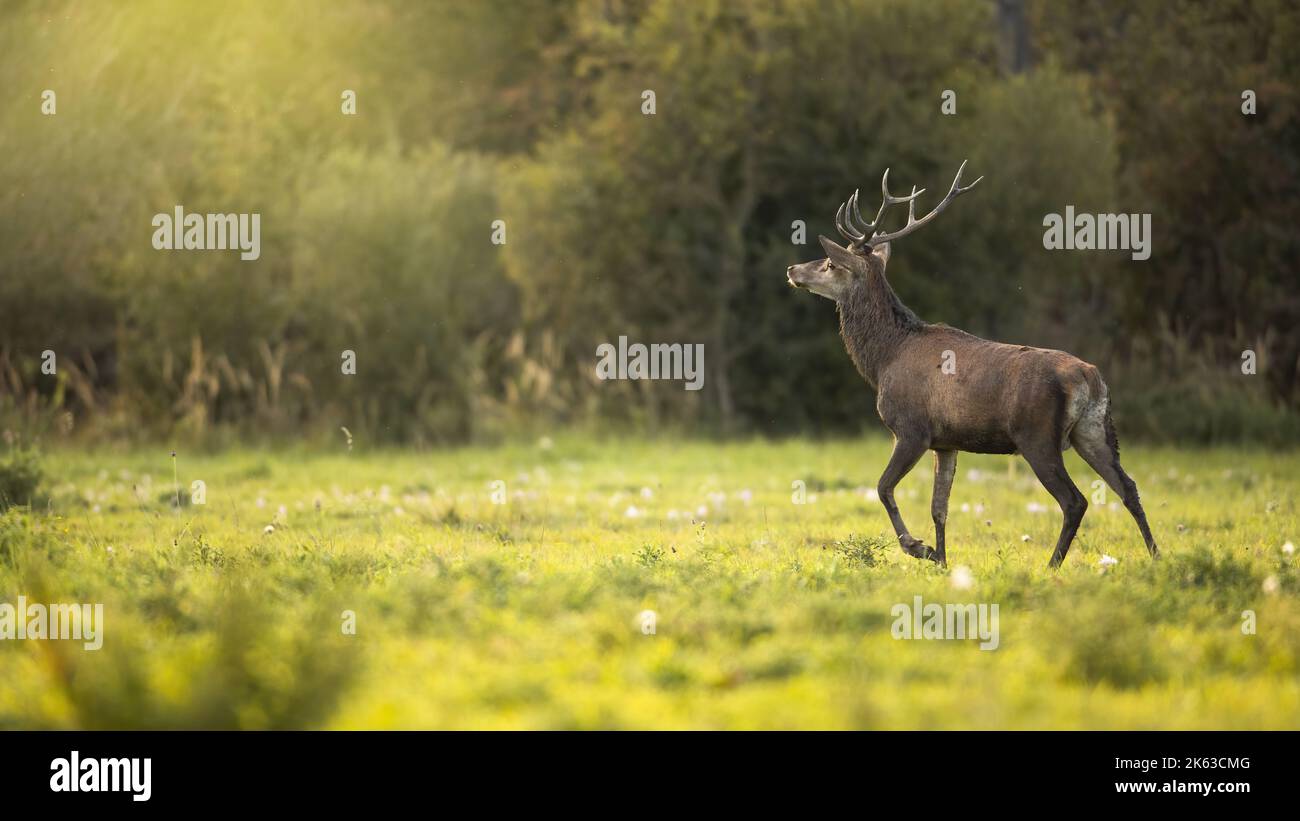 Red deer stag walking away and looking up into to sun ray glare Stock ...