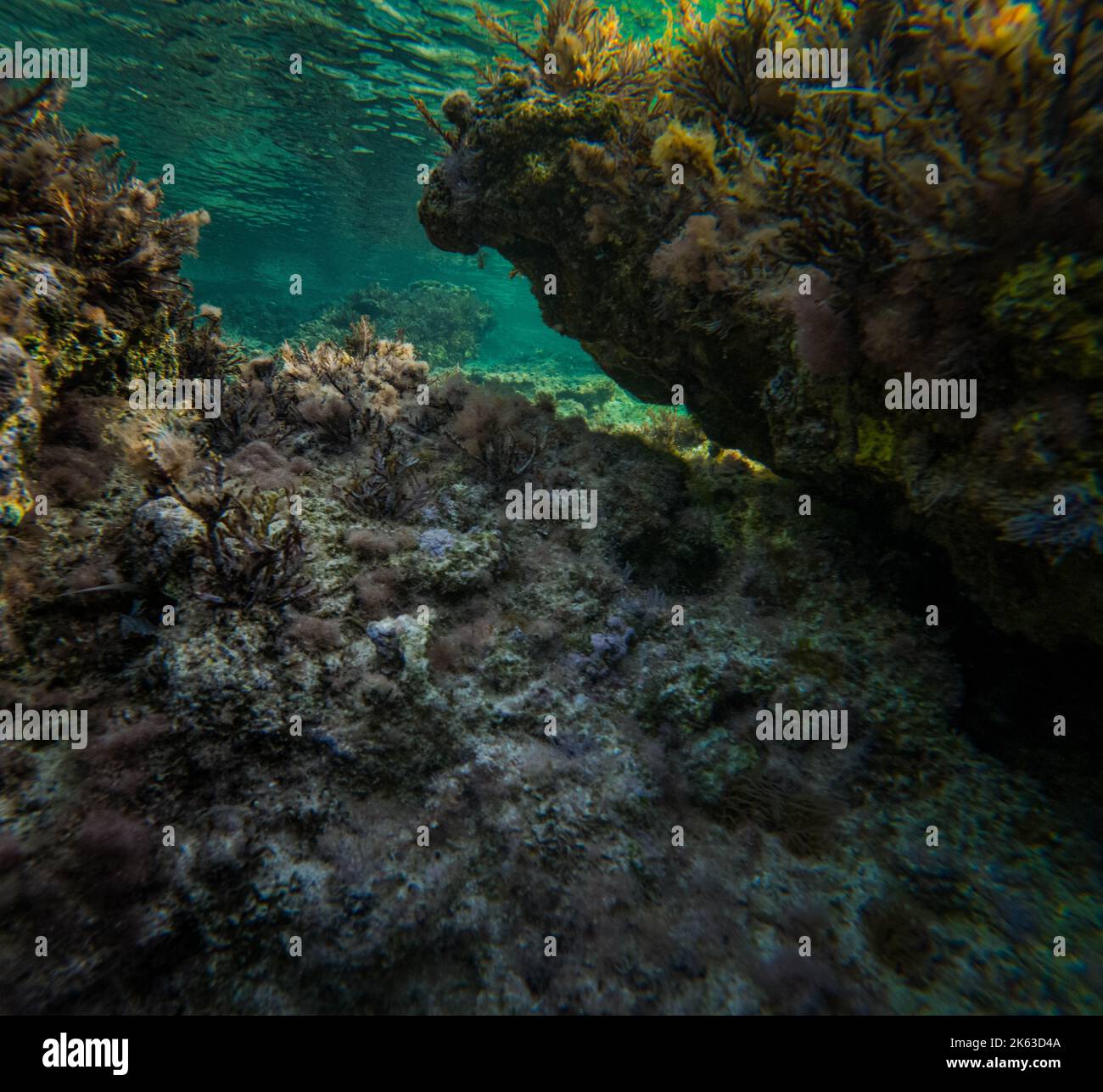 Closeup sand leaves rocks hi-res stock photography and images - Alamy