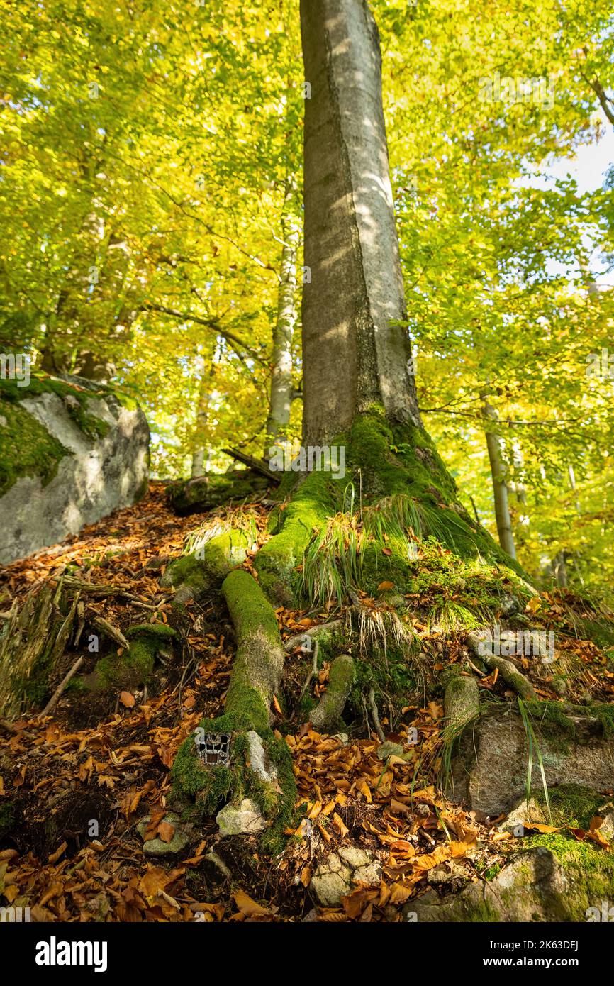 Above ground root system hi-res stock photography and images - Alamy