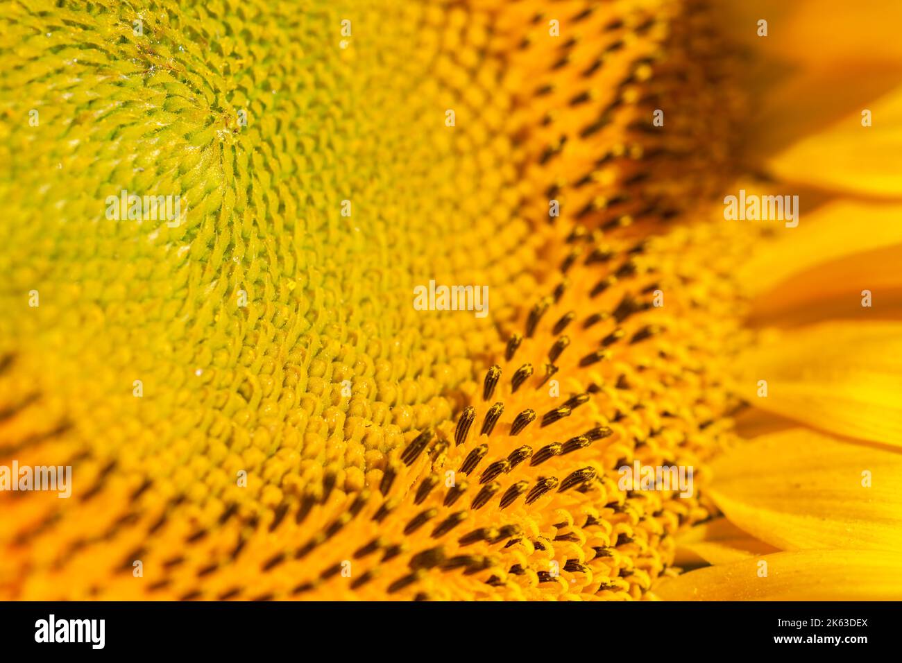 Sunflower face hi-res stock photography and images - Alamy