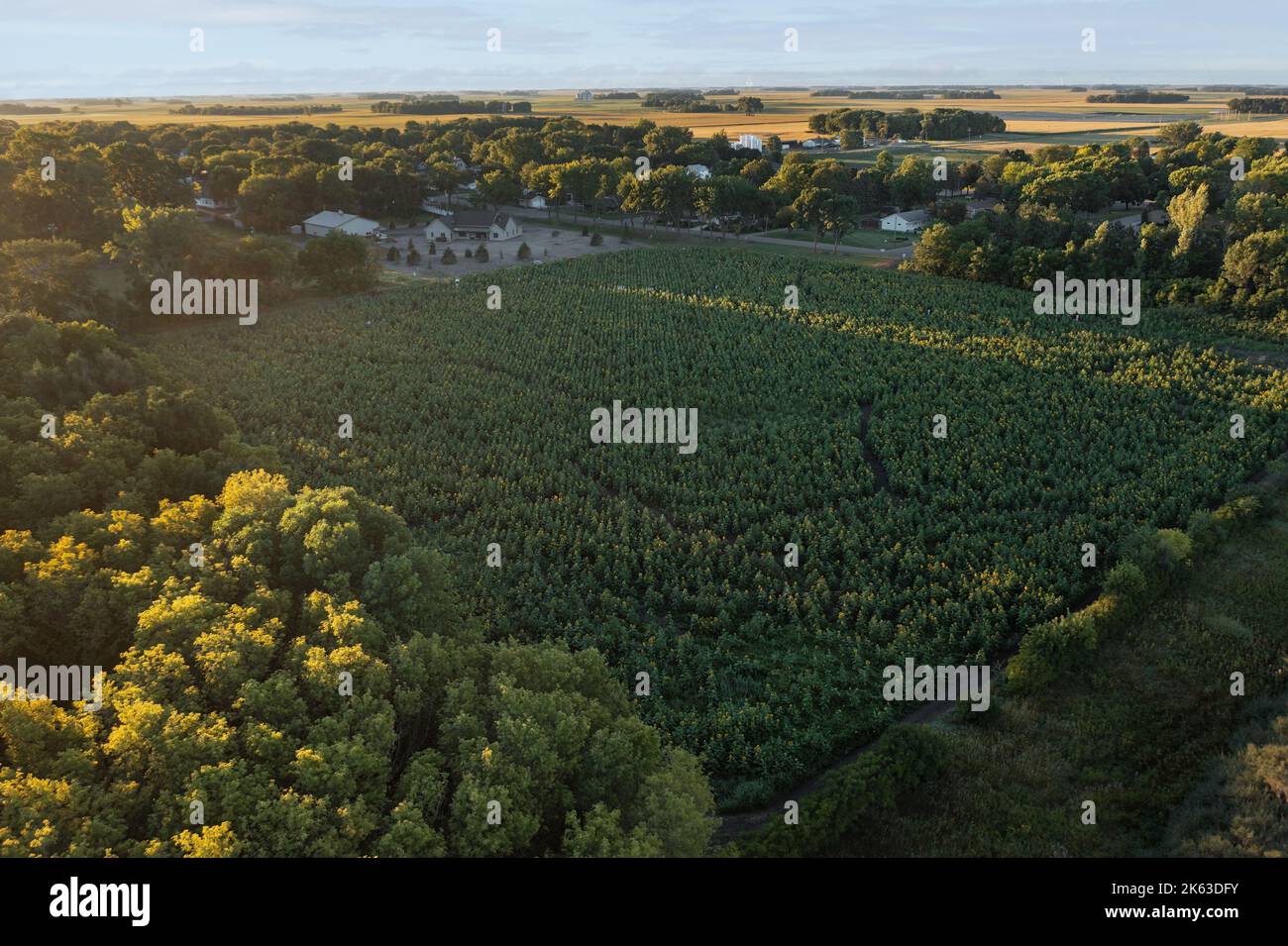 Sunflower Field From Overhead - summer - drone aerial Stock Photo - Alamy