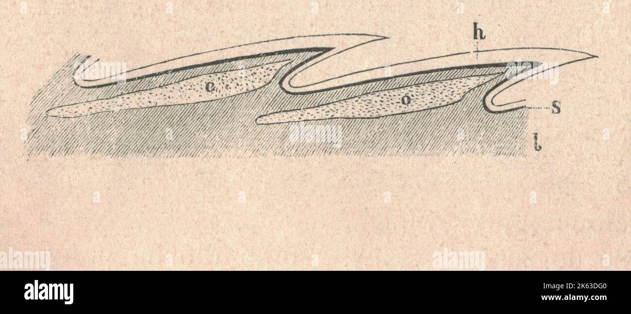 Cross section of lizard skin. Antique engraved illustration of the sand ...