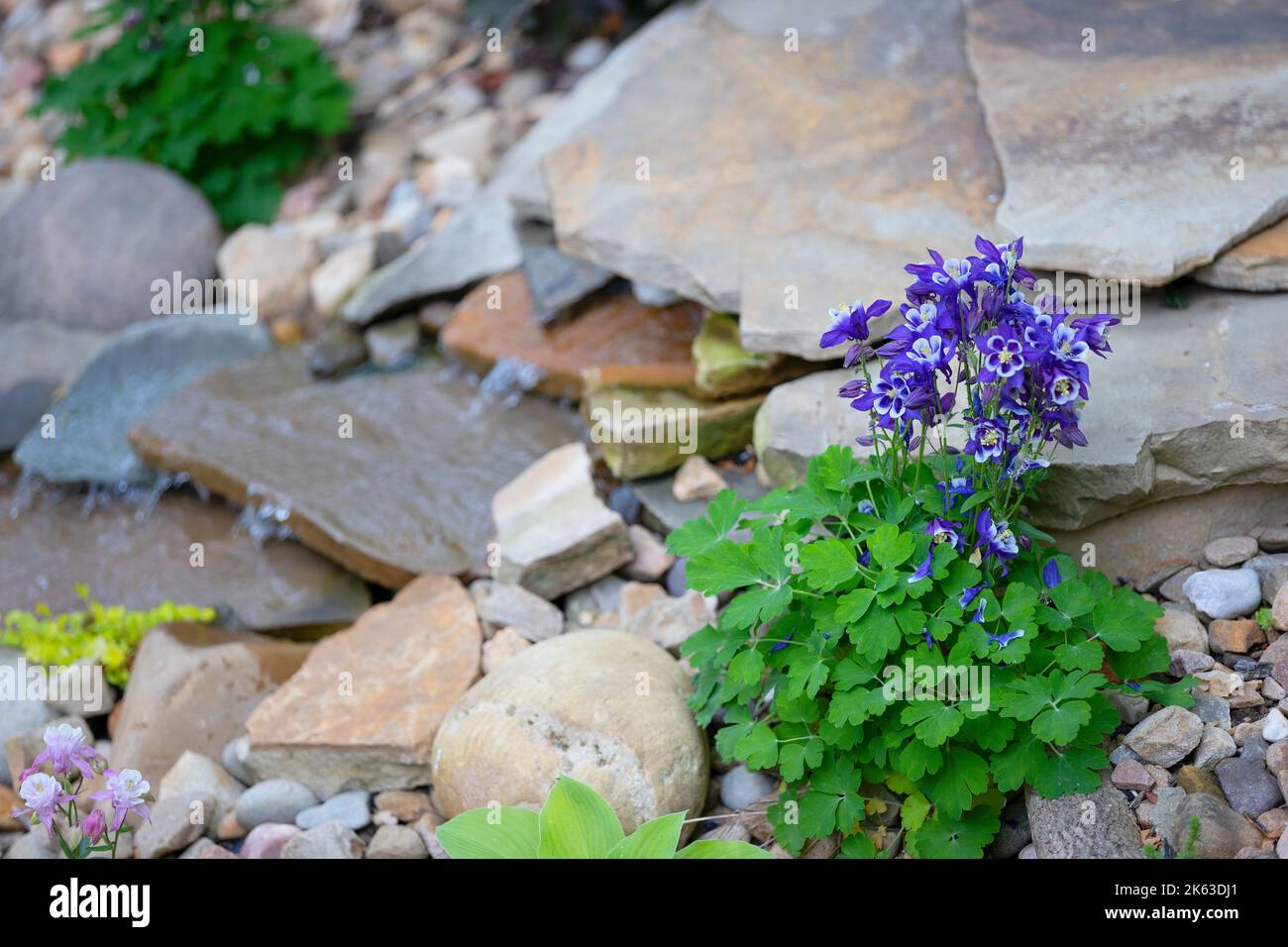 Rock feature garden flowers hi-res stock photography and images - Alamy