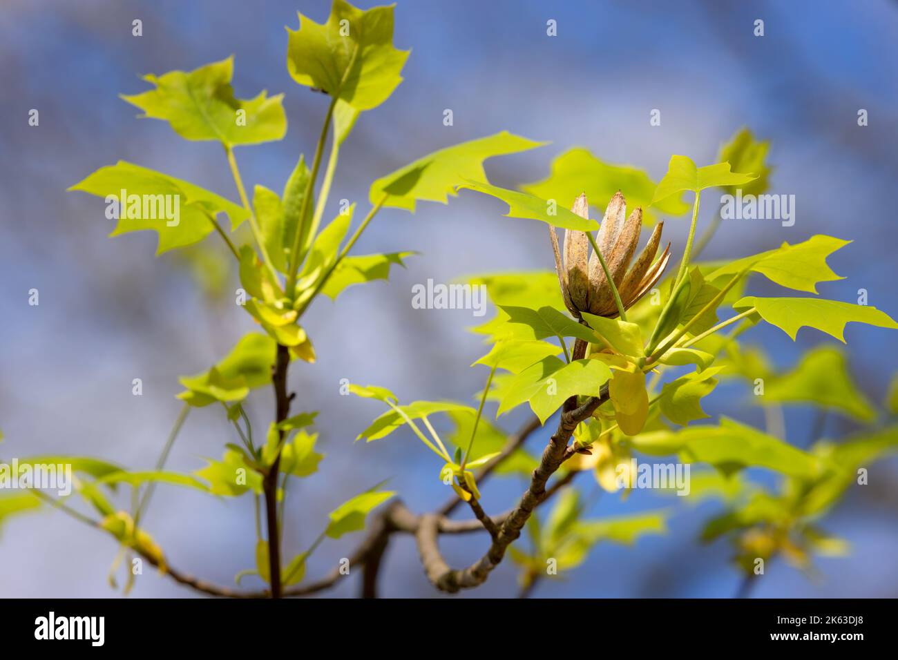 Close up of a spent flower pod in a Popular Tulip Tree Stock Photo - Alamy
