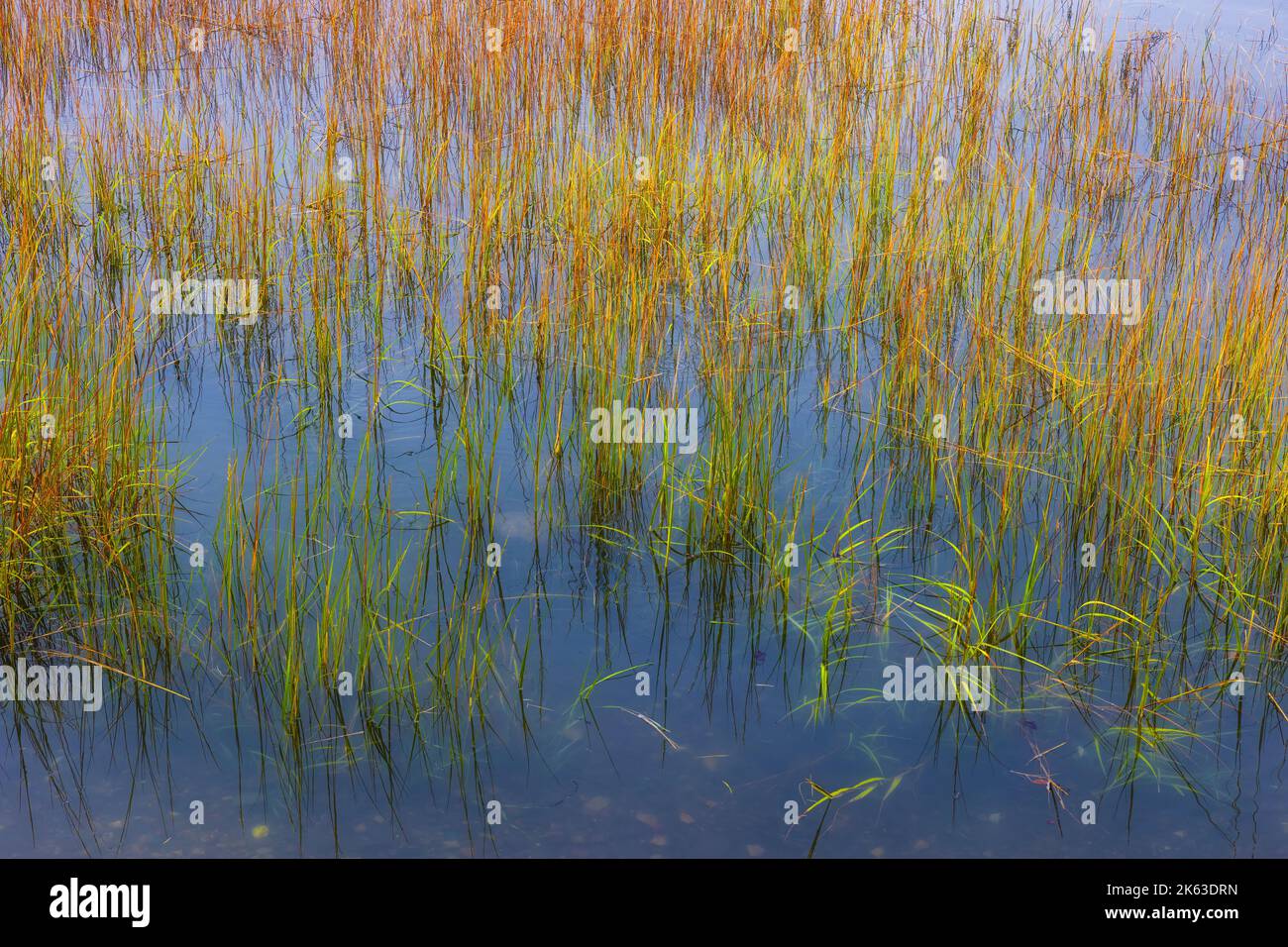 Sea grass grows in the shallow seawater at Plymouth Harbor in ...