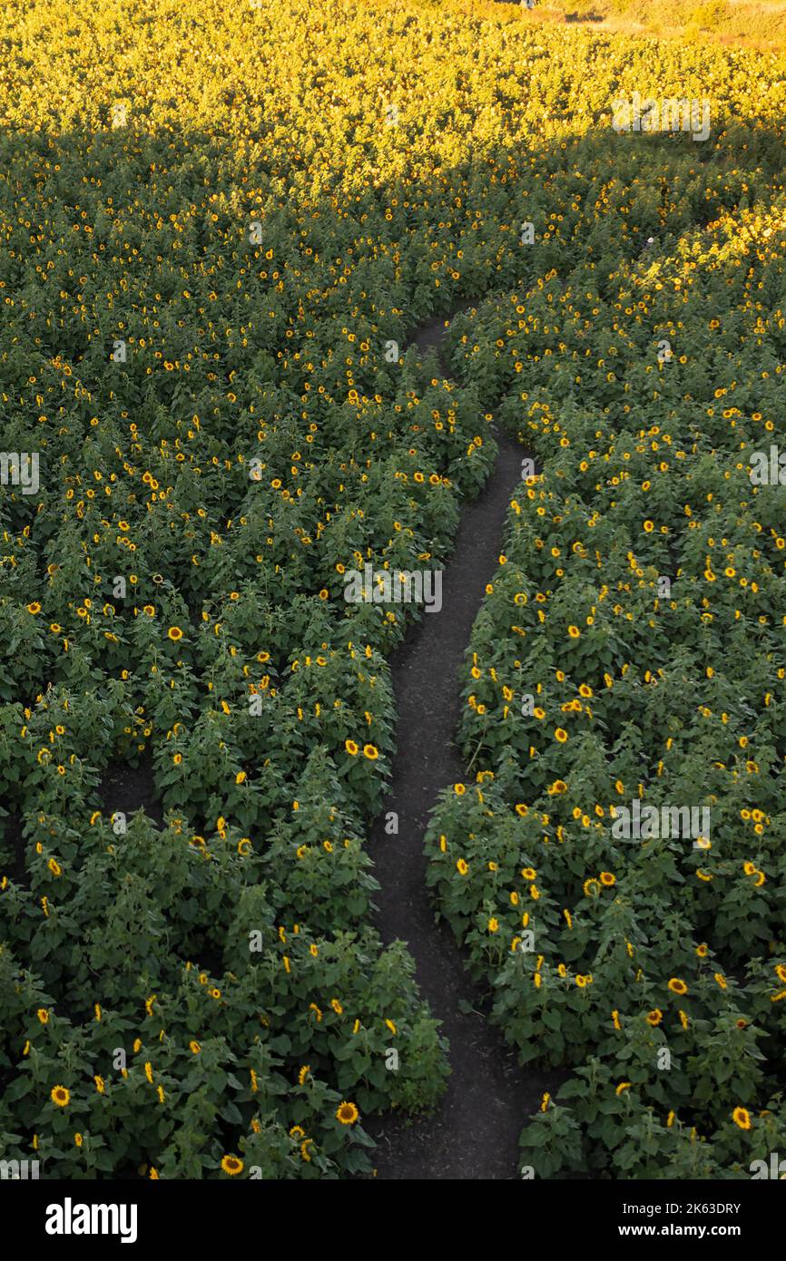 Path Through Sunflower Field From Overhead - summer - drone aerial ...