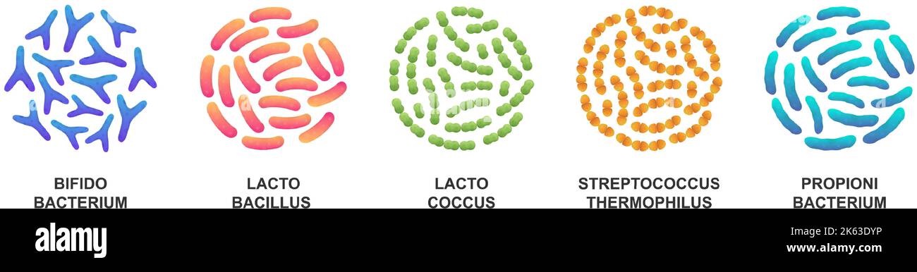 Set of probiotic bacteria. Bifidobacterium, lactobacillus, lactococcus, streptococcus ...