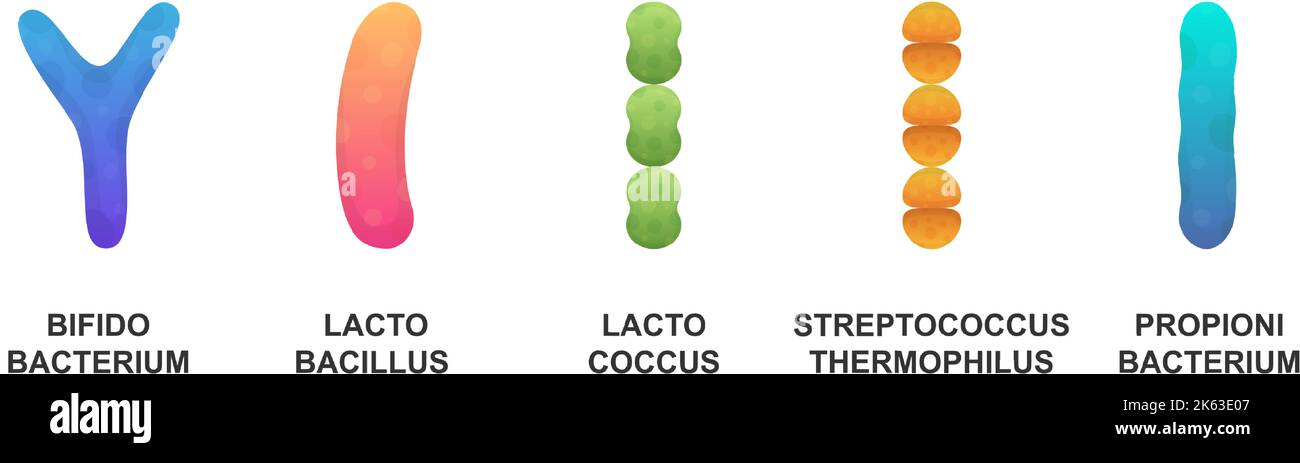 Probiotics. Microscopic probiotics. Bacteriology. Bifidobacterium ...