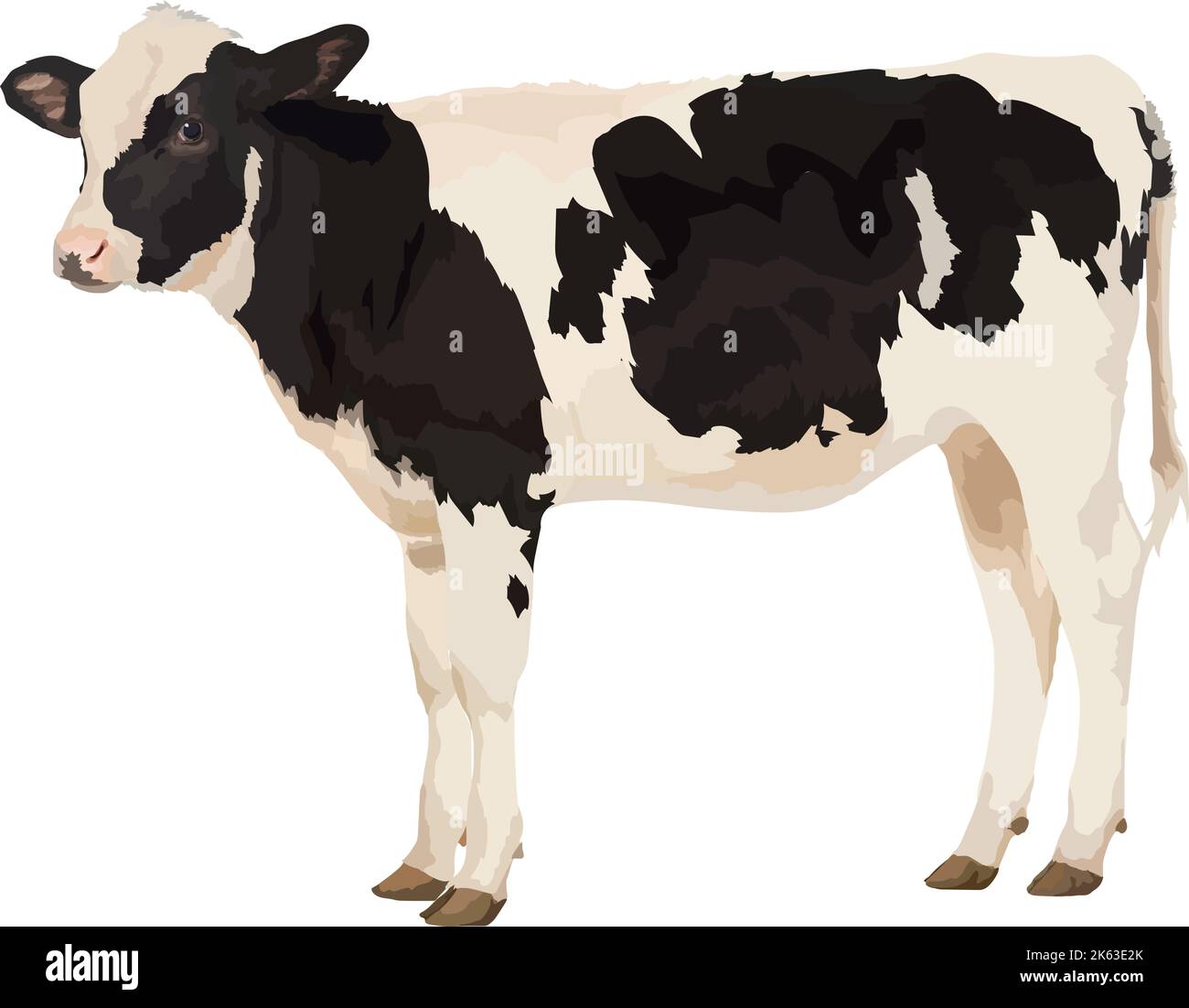 Realistic cow vector illustration on a white background Stock Vector ...