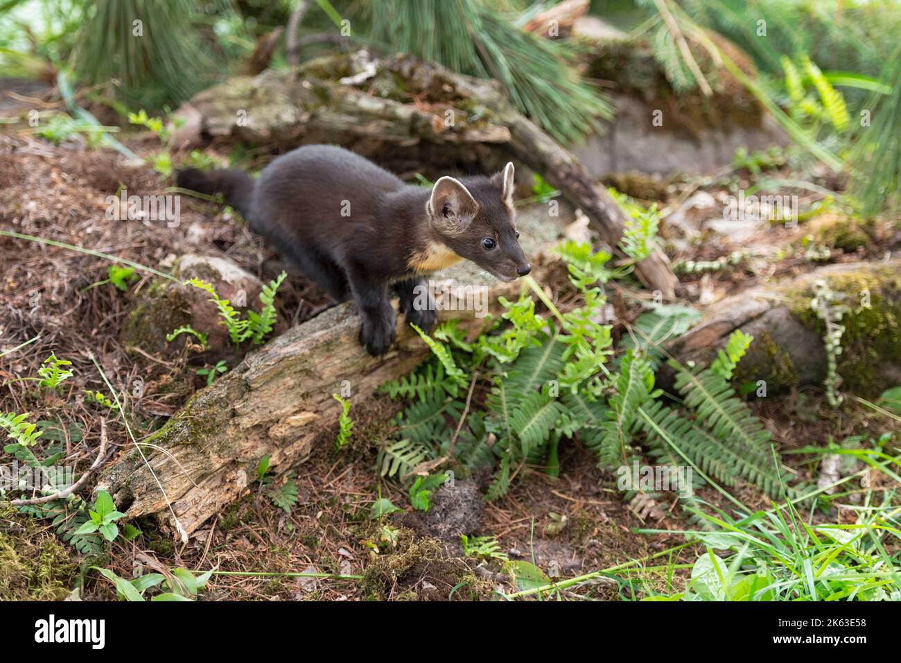 American Pine Marten (Martes americana) Kit Front Paws on Small Log ...