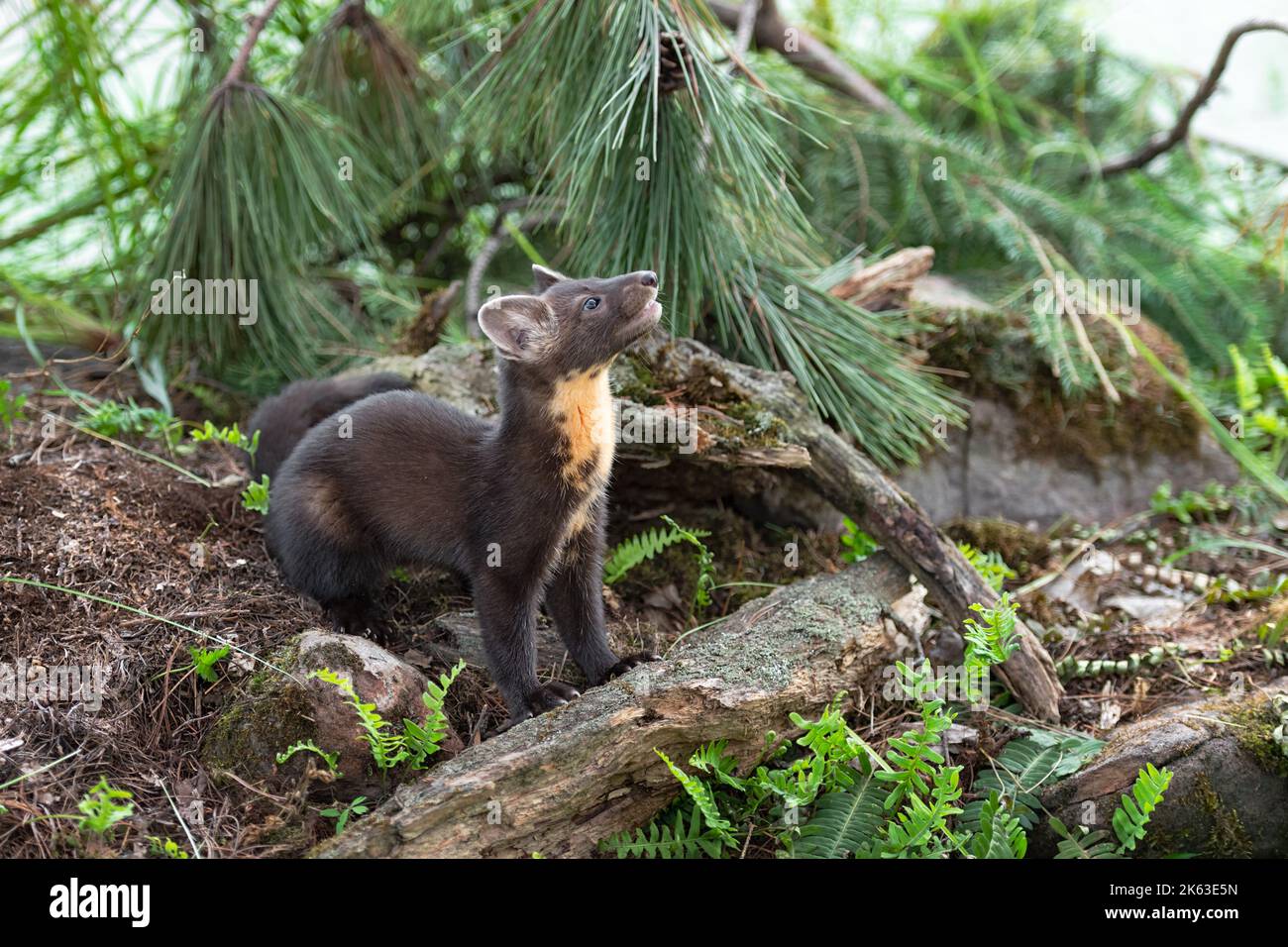 American Pine Marten (Martes americana) Kit Looks Up to Right Summer ...