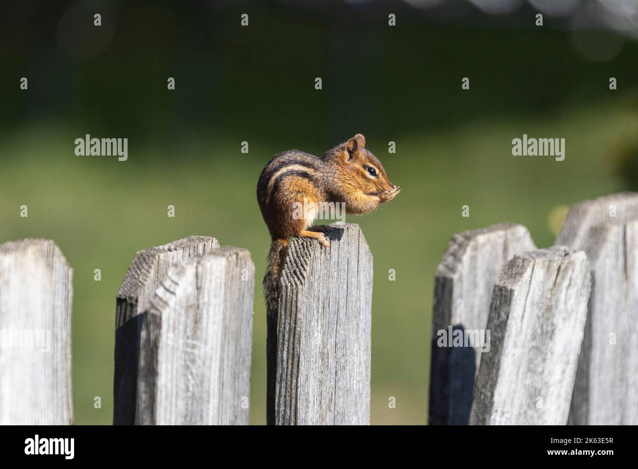 Eastern Chipmunk preening itself on a wooden fence Stock Photo - Alamy