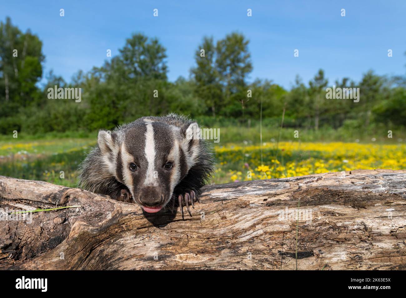 North American Badger (Taxidea taxus) Cub Leans Over Log Sticking Out ...
