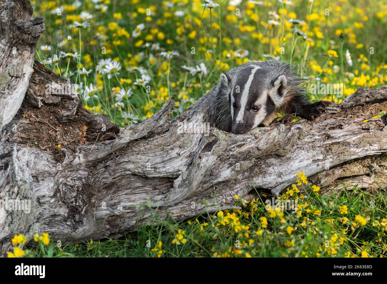 North American Badger (Taxidea taxus) Cub Presses Nose to Log Summer ...