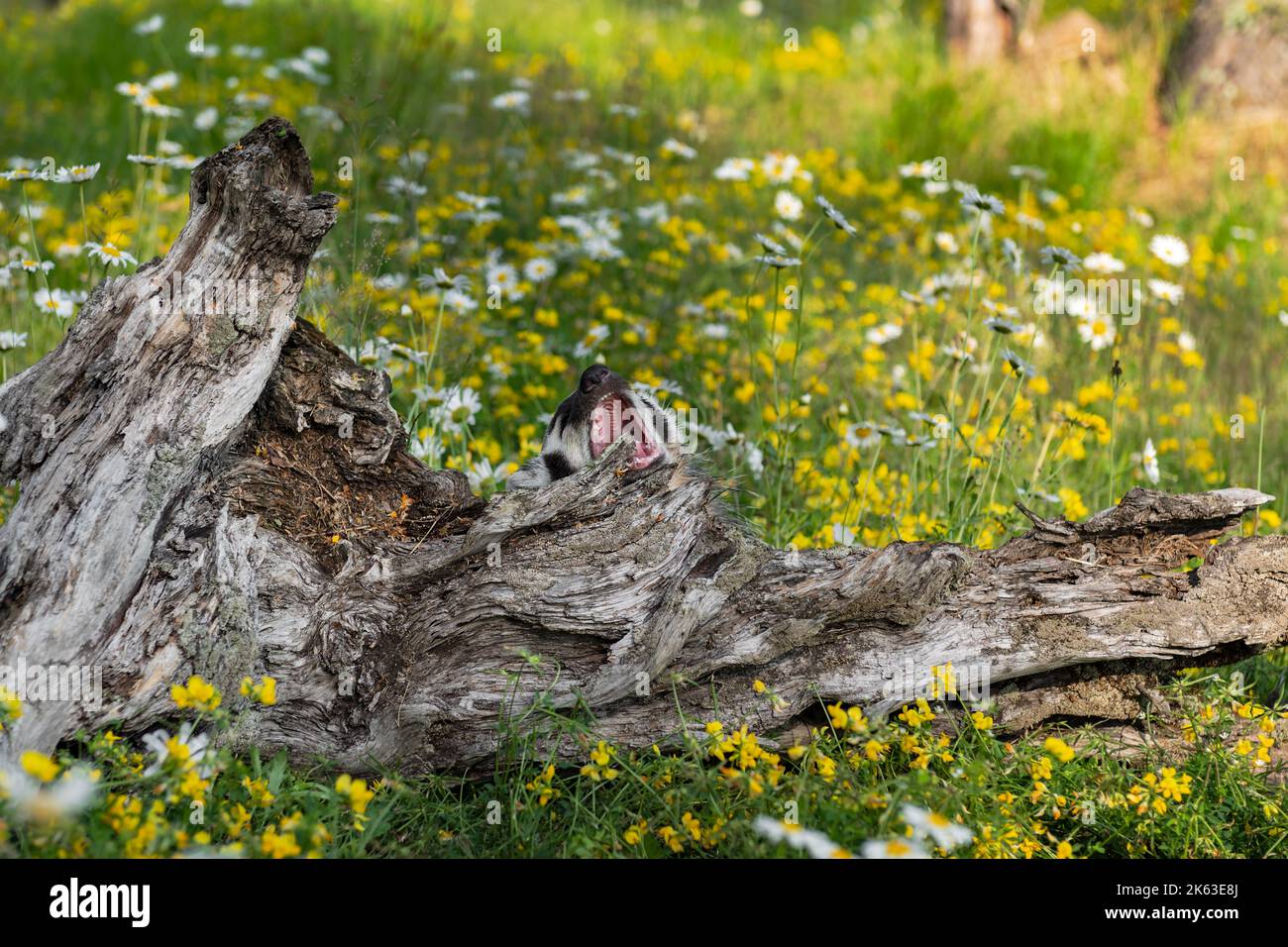 North American Badger (Taxidea taxus) Cub Gnaws on Log Summer - captive ...