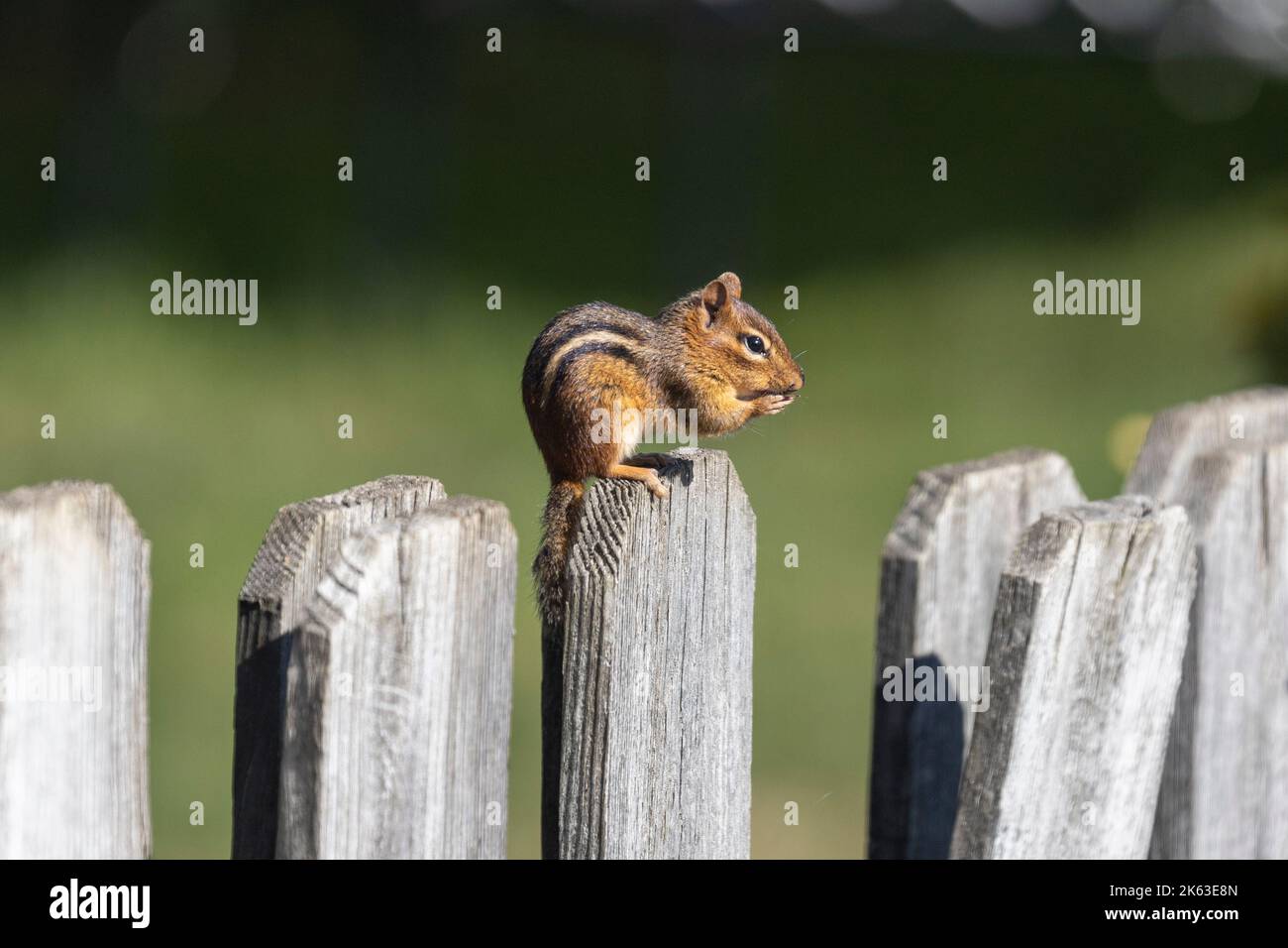 Eastern Chipmunk preening itself on a wooden fence Stock Photo - Alamy