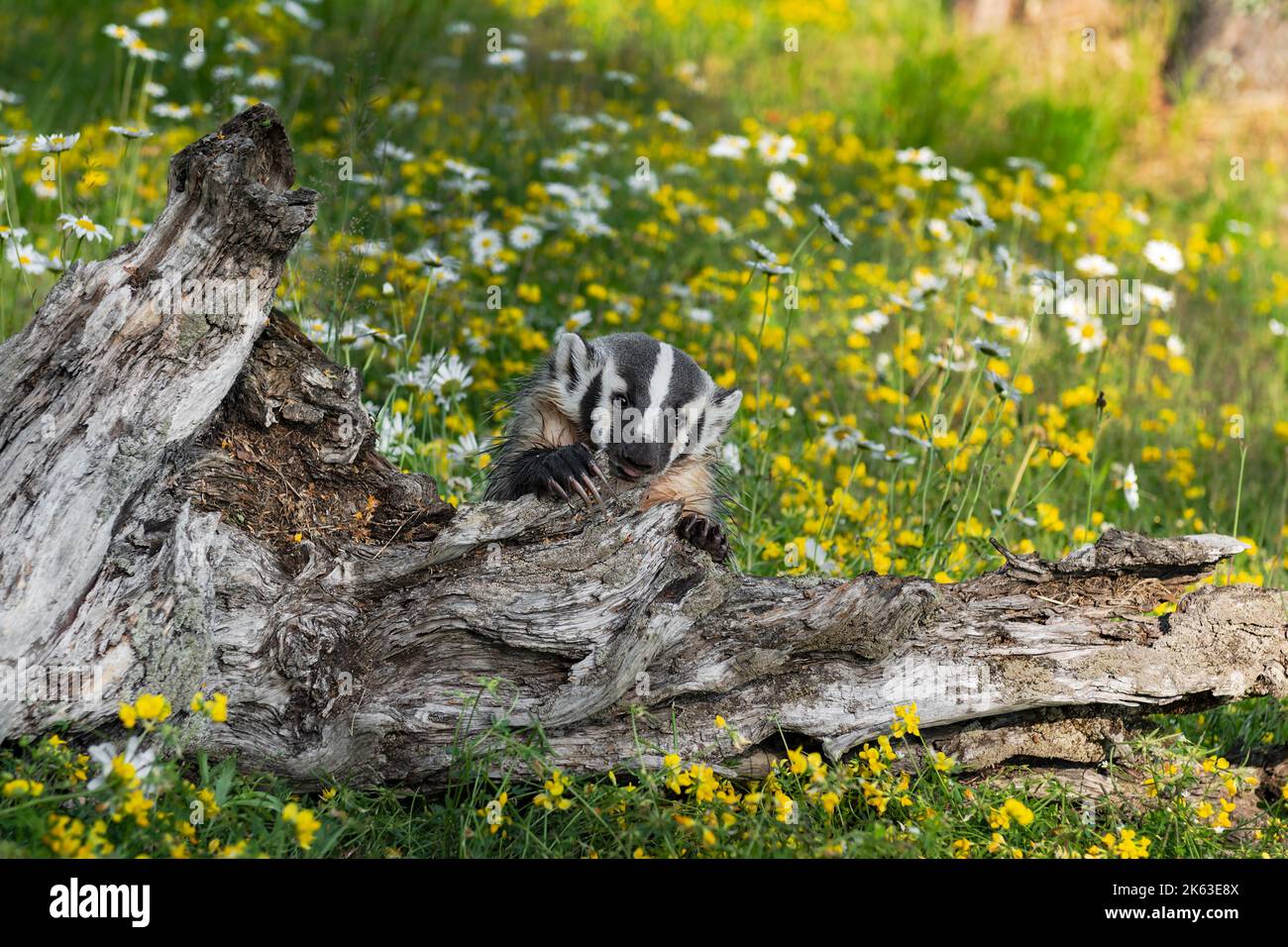 North American Badger (Taxidea taxus) Cub Claws Out Over Log Summer ...