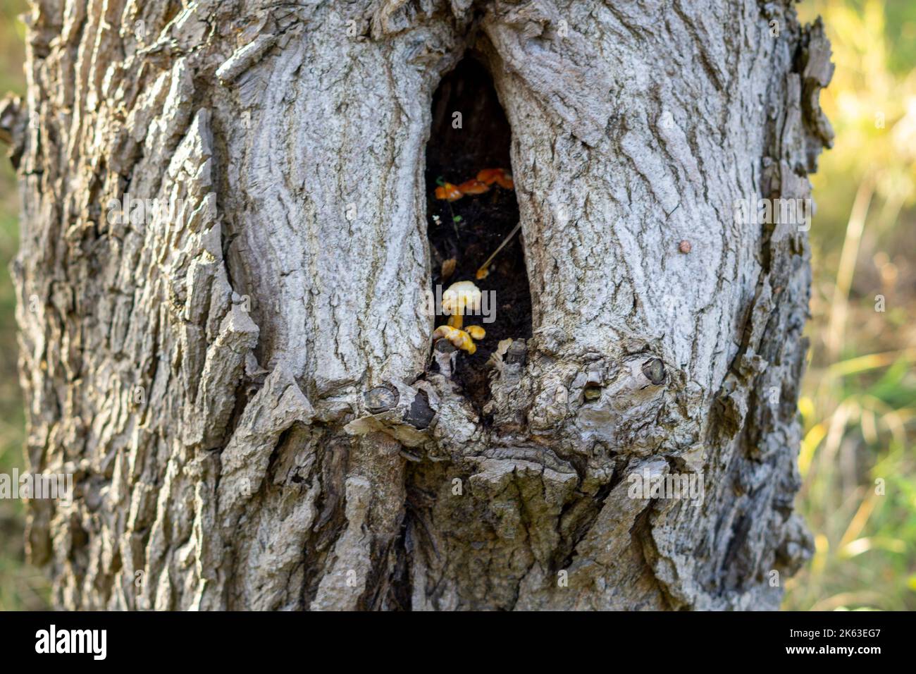 Fungi inside a tree Stock Photo - Alamy
