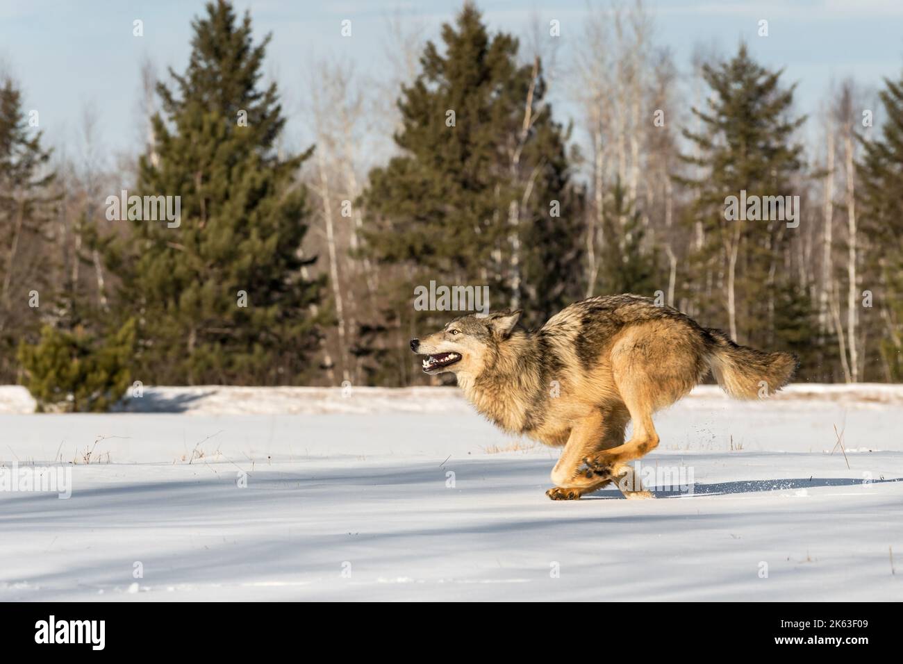 Grey Wolf (Canis lupus) Races Left in Snowy Field Winter - captive ...
