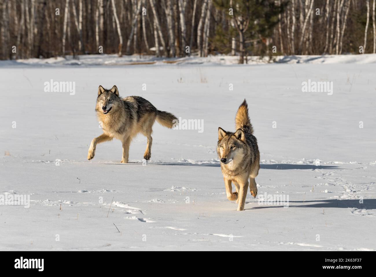 Grey wolf tail up hi-res stock photography and images - Alamy