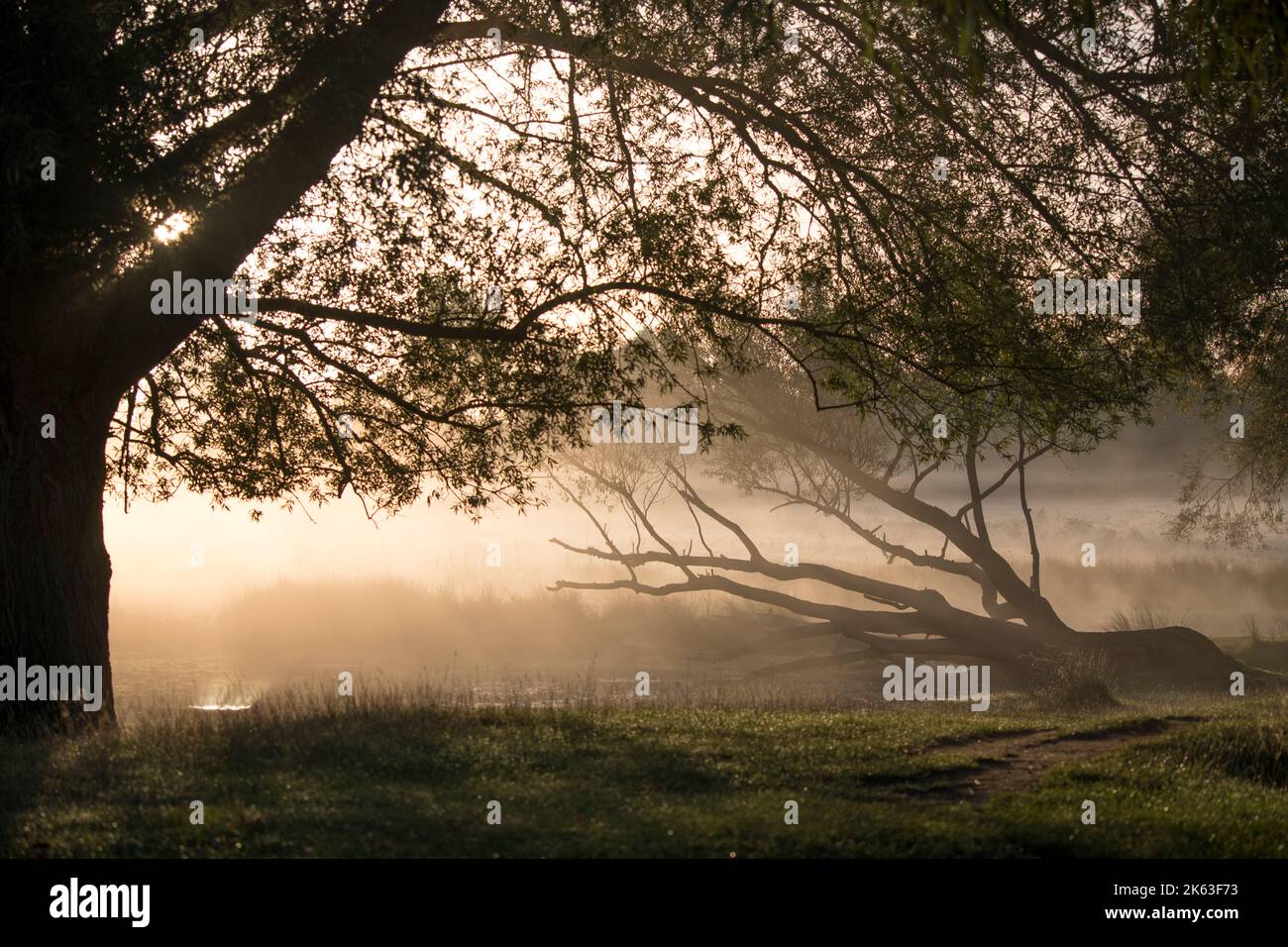 Beautiful trees lit sunrise hi-res stock photography and images - Alamy