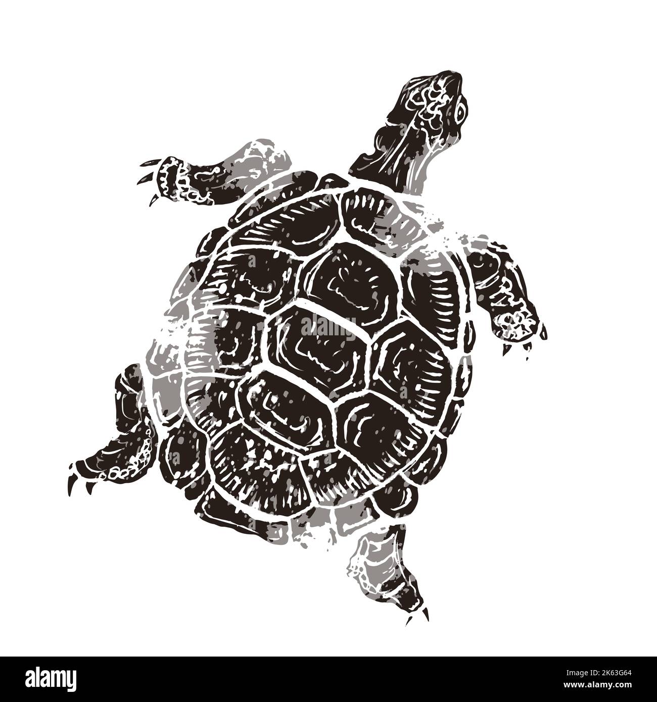 Detailed turtle drawing hi-res stock photography and images - Alamy