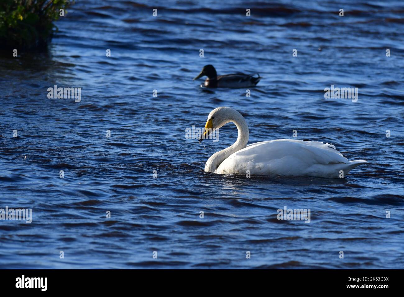 Cygnus genus hi-res stock photography and images - Alamy