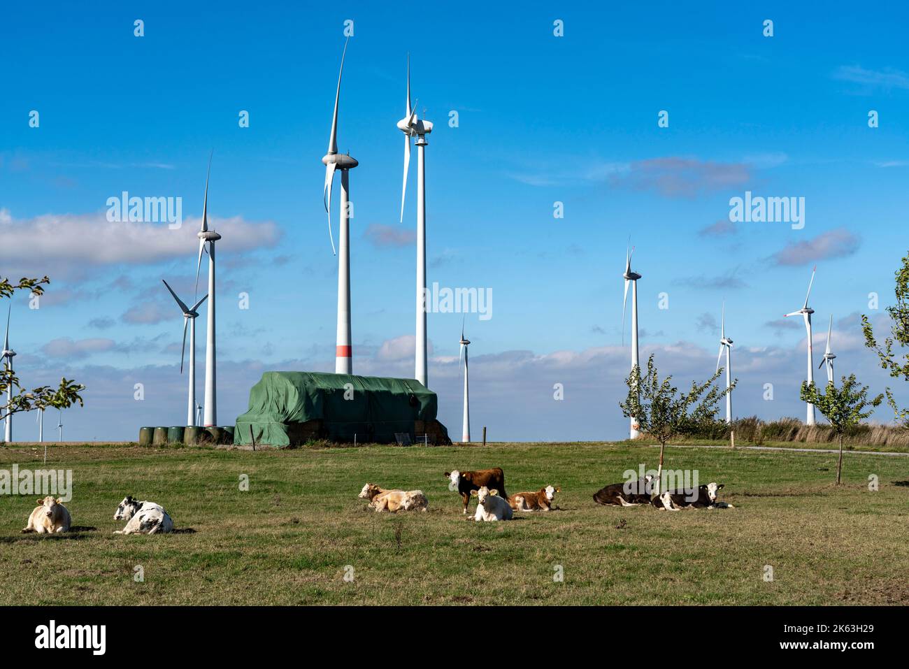 Wind farm near Lichtenau, wind turbines, cattle pasture, cattle, NRW ...