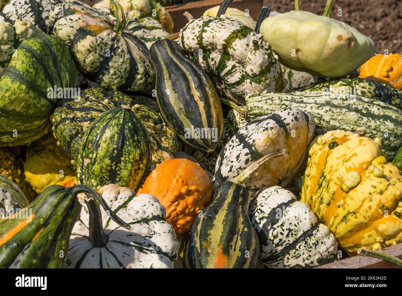Different Types And Varieties Of Pumpkin - Ornamental And Edible Stock ...