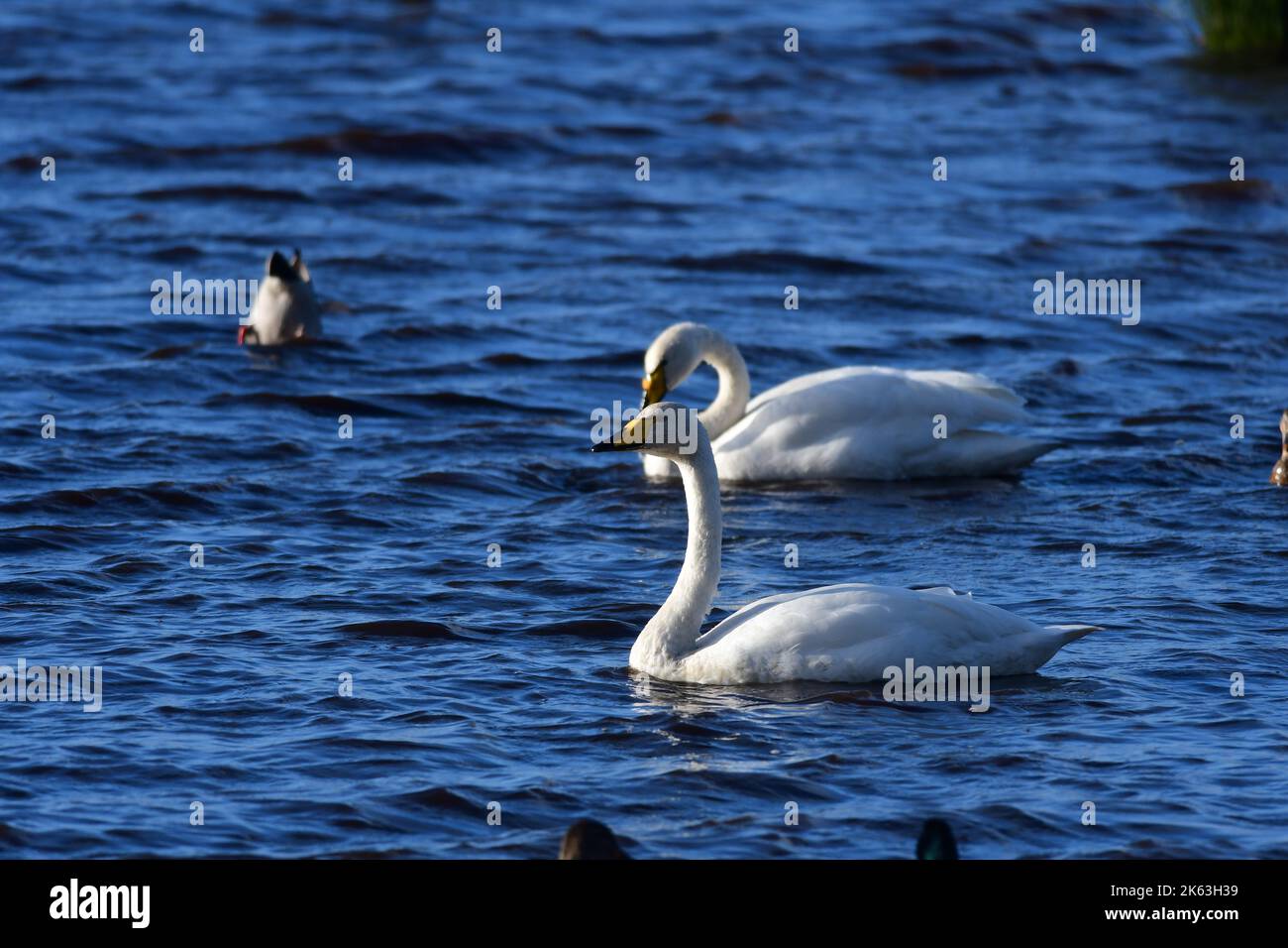 Whooper Swans Cygnus cygnus in Scotland Stock Photo - Alamy