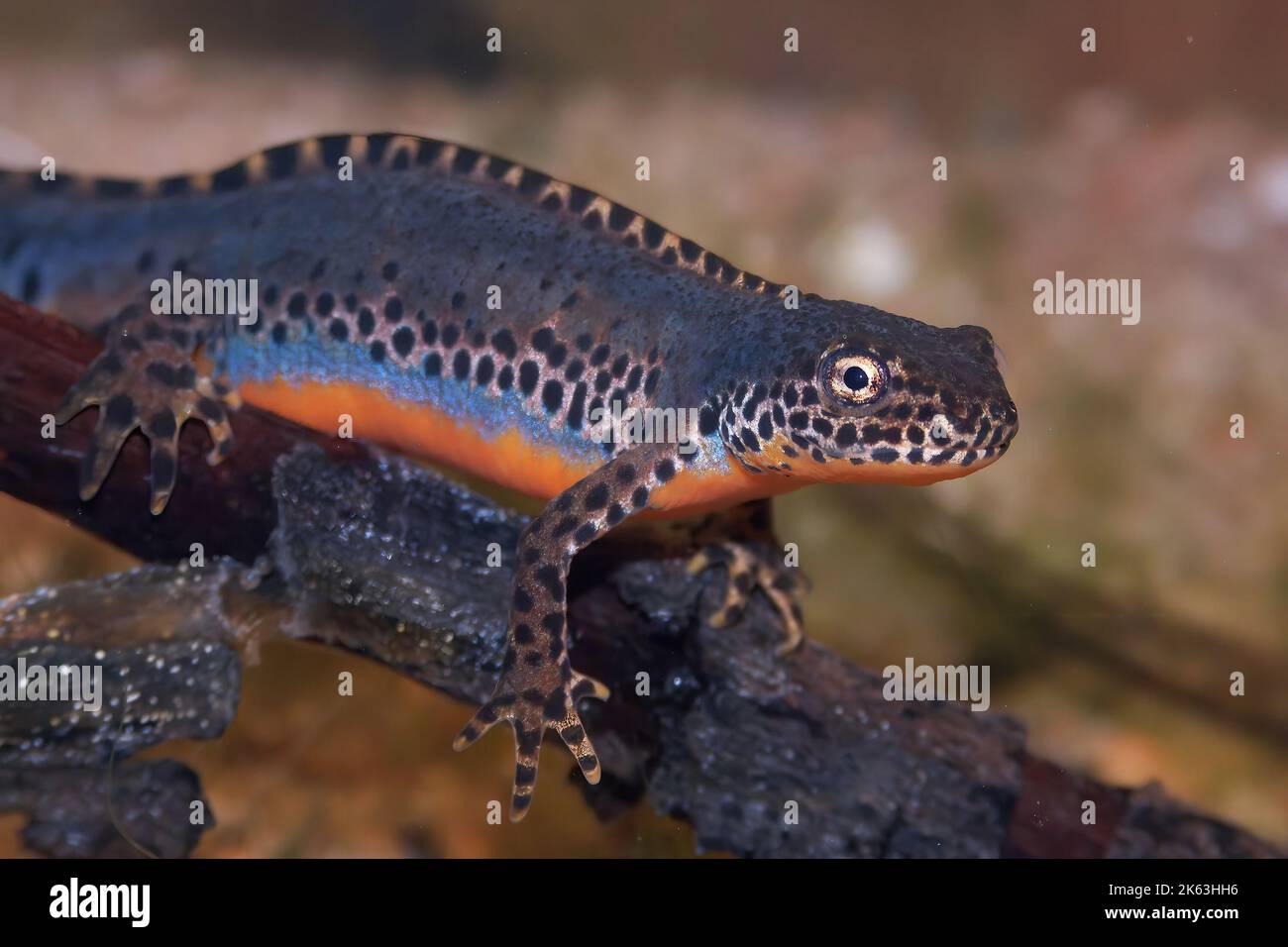 Colorful herpetofauna hi-res stock photography and images - Alamy