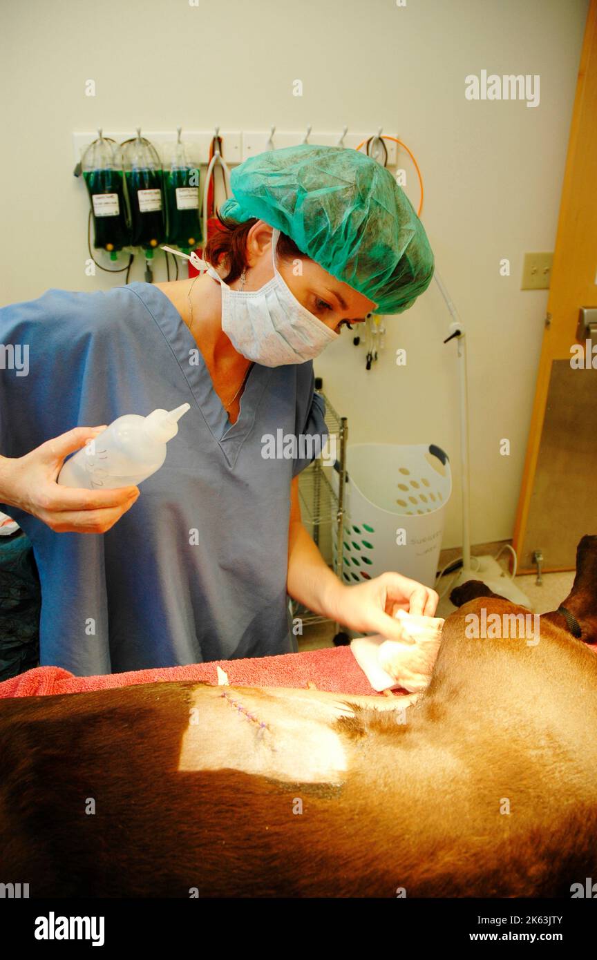 Emergency DVM Veterinarian operation surgery, on dog who was injured by ...