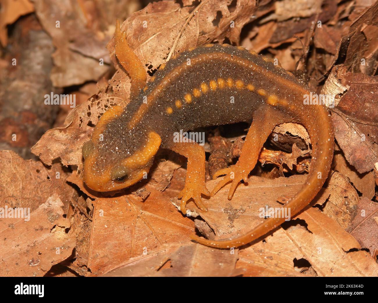 Closeup on a colorful orange juvenile Burmese Crocodile newt ...