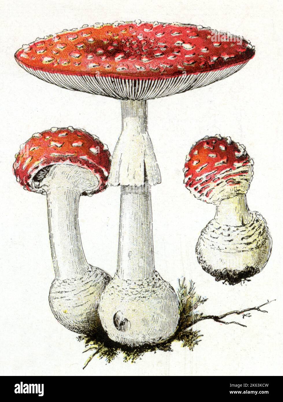 Funghi agaricus hi-res stock photography and images - Alamy