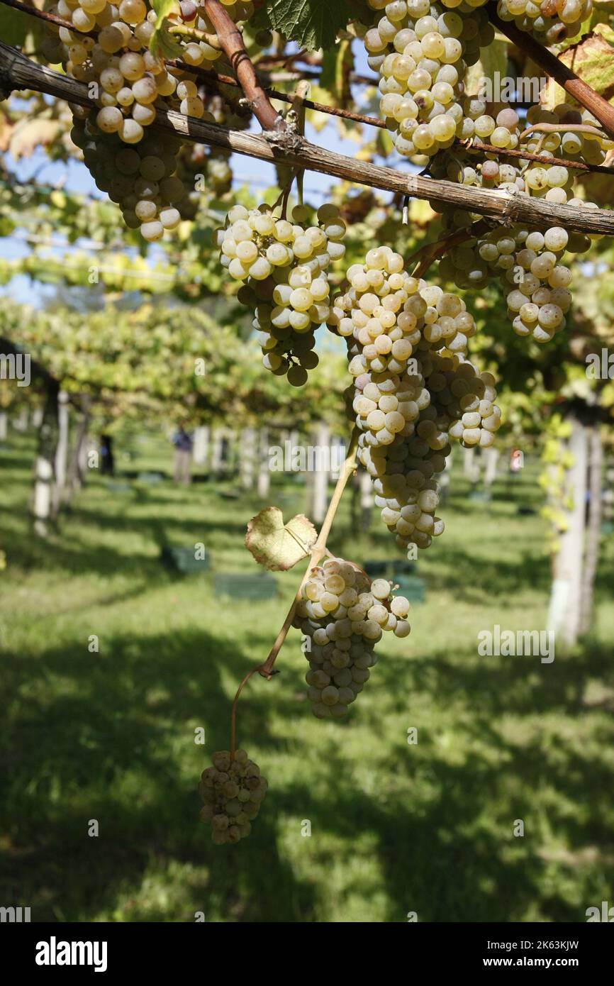 Albariño grape hi-res stock photography and images - Alamy