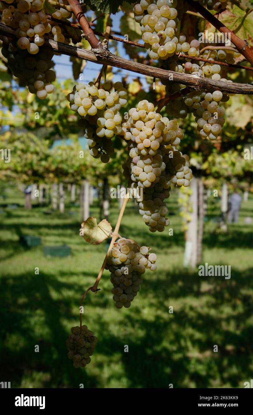 Albariño grape hi-res stock photography and images - Alamy