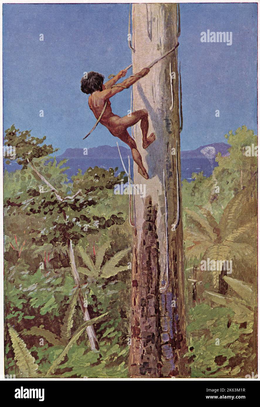 An Aboriginal climbs a tree Stock Photo - Alamy