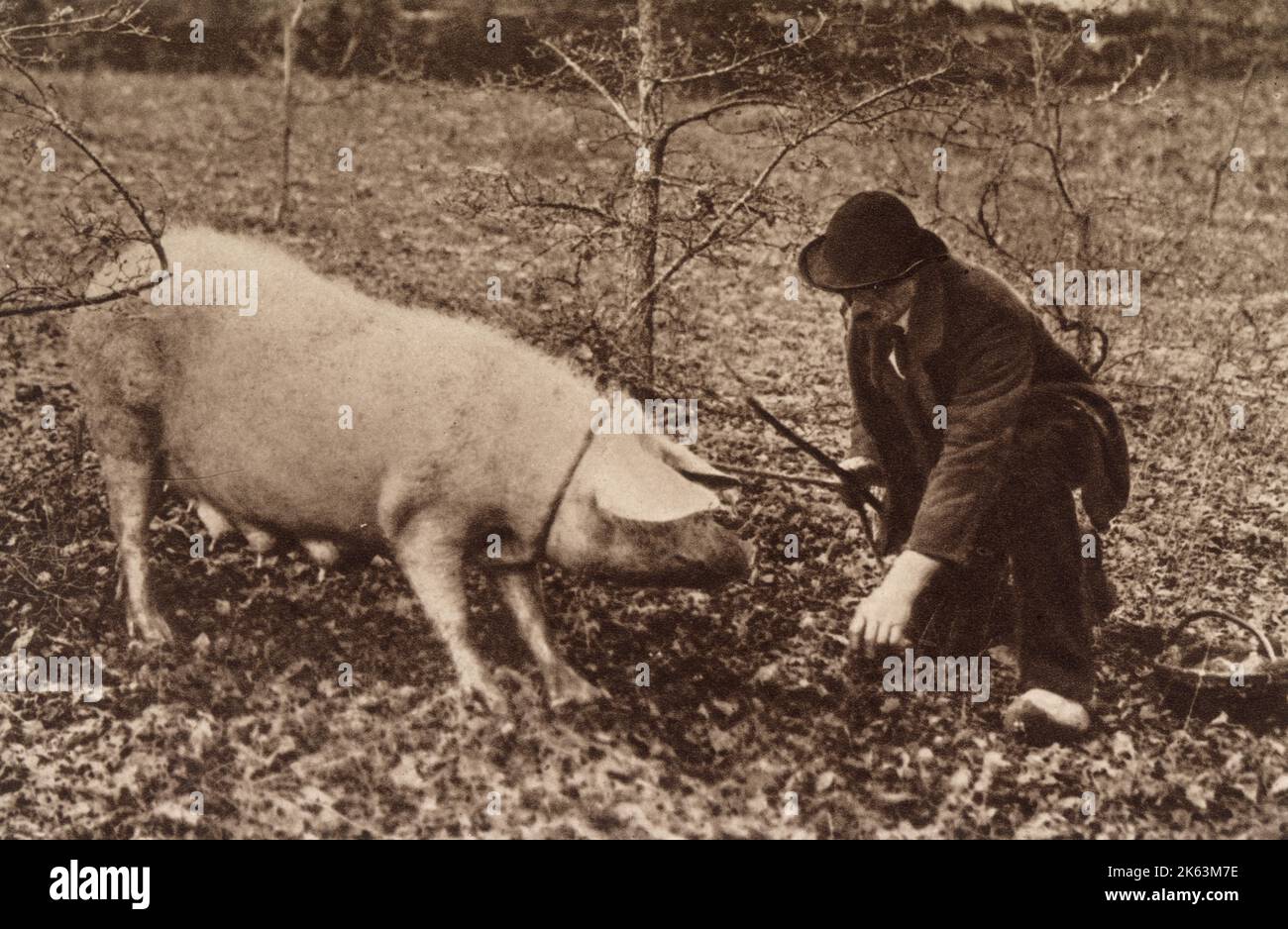 Pig truffles hi-res stock photography and images - Alamy