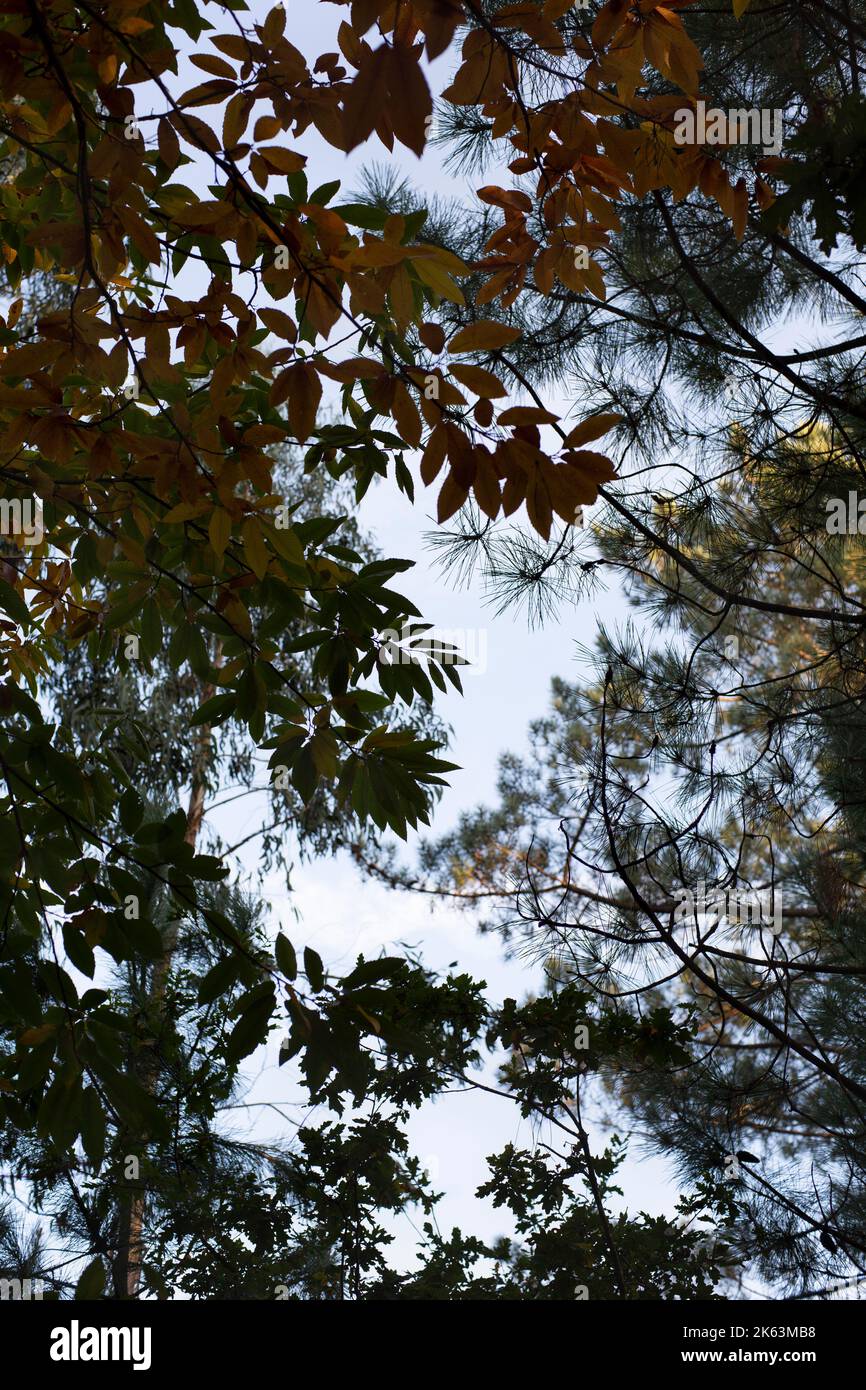 Branches and leaves of the trees of an Atlantic forest in Galicia. Oaks ...