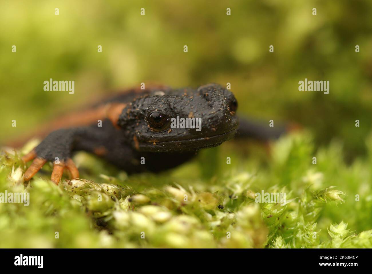 Closeup on a gorgeous juvenile of the endangered Chinese Red-tailed ...