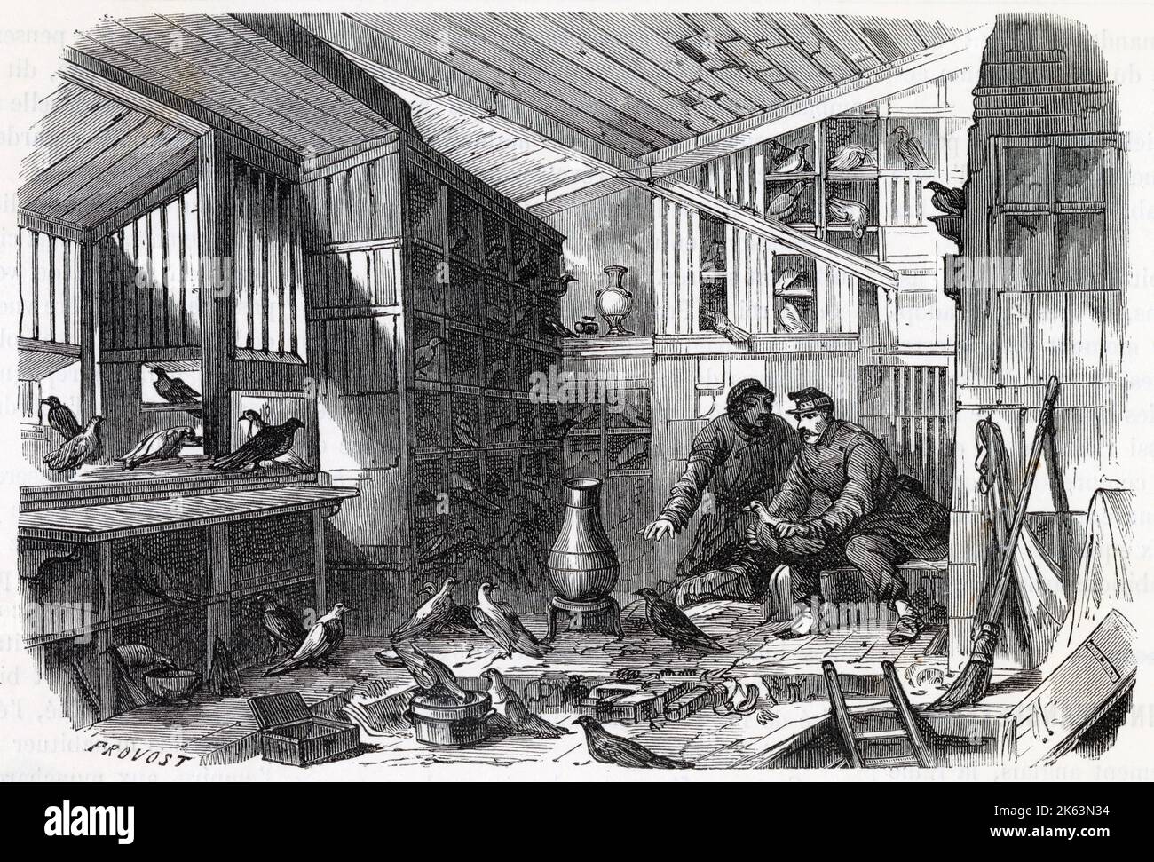 Pigeon carrying messages hi-res stock photography and images - Alamy