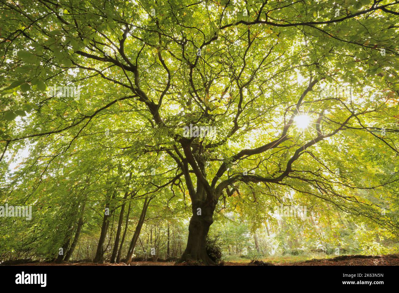 sunlit leaves trees and woodland Stock Photo - Alamy