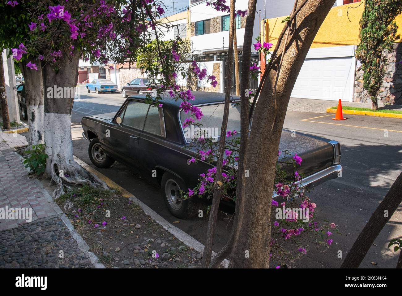 Classic car parked on a street in Guadalajara, Mexico, pink purple ...