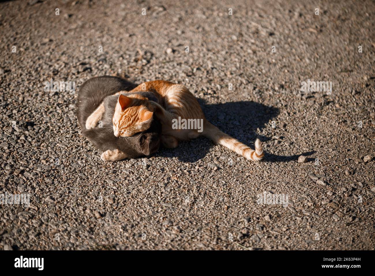 Two cats black and red playing with each other in the sun Stock Photo ...
