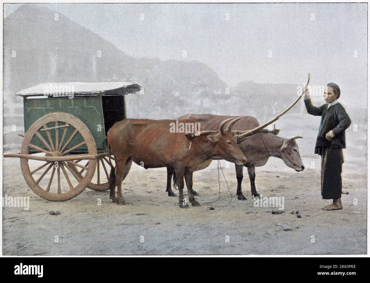 Two Vietnamese oxen draw a small cart on a misty day Stock Photo - Alamy