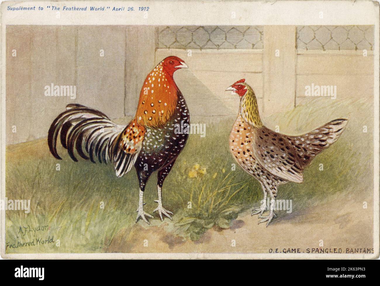 Old english game bantams hi-res stock photography and images - Alamy