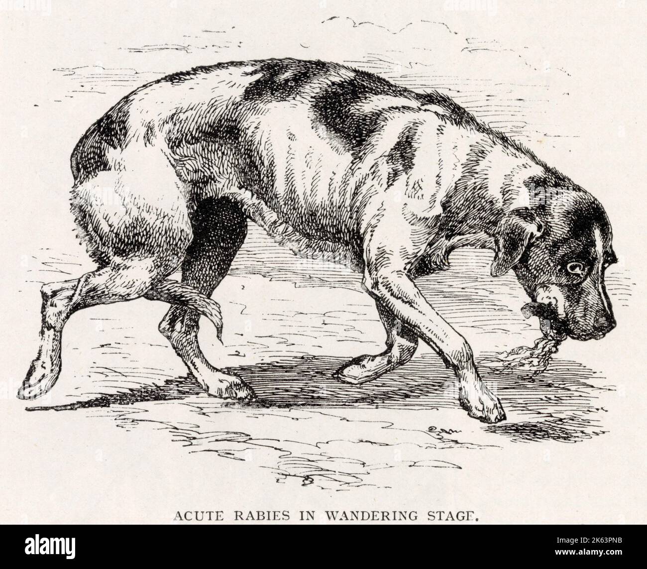 Rabies dog mouth hi-res stock photography and images - Alamy