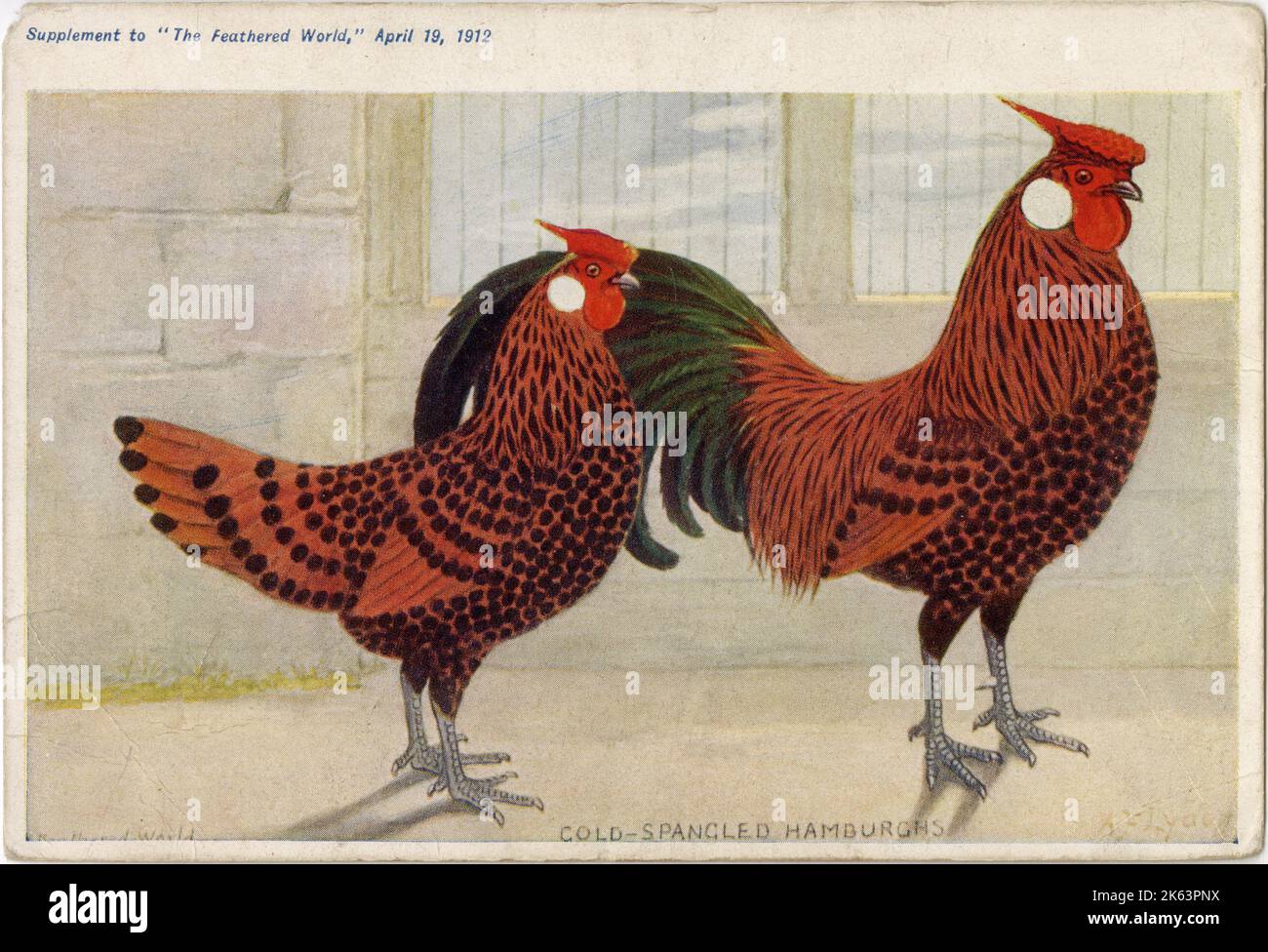 Gold species hi-res stock photography and images - Alamy