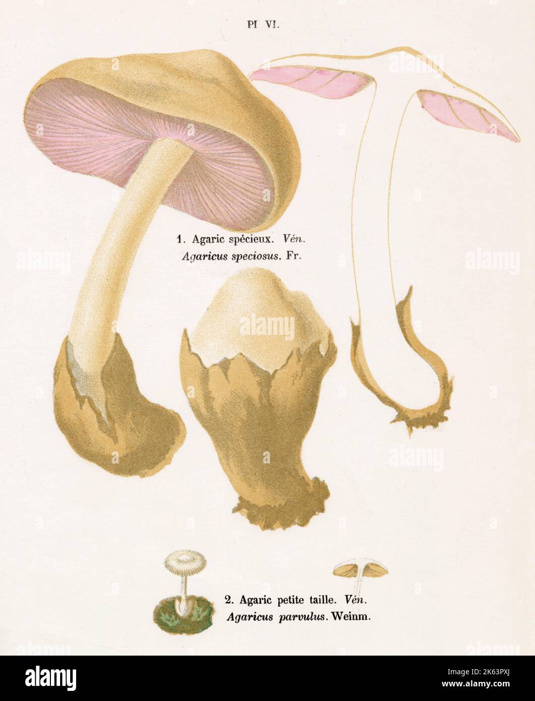 AGARICUS SPECIOSUS AGARICUS PARVULUS (poisonous Stock Photo - Alamy